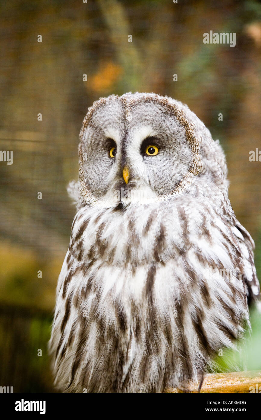 Judge owl hi-res stock photography and images - Alamy