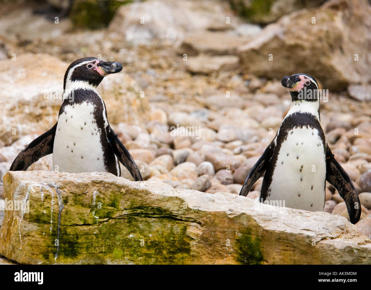 Humboldt Penguin, Speniscus humboldti, Peruvian Penguin or Patranca ...