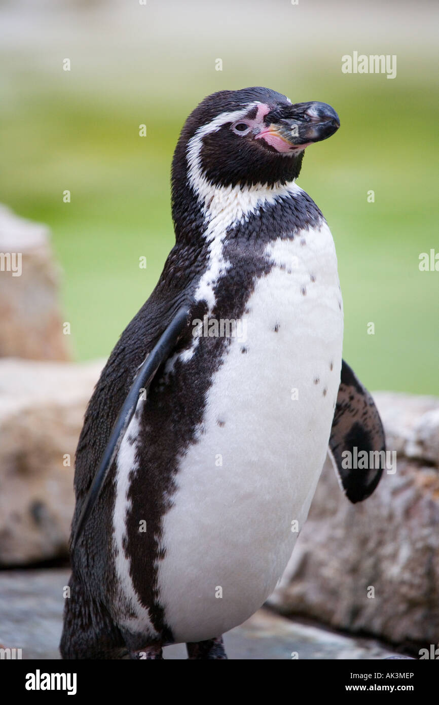 Humboldt Penguin, Speniscus humboldti, Peruvian Penguin or Patranca ...