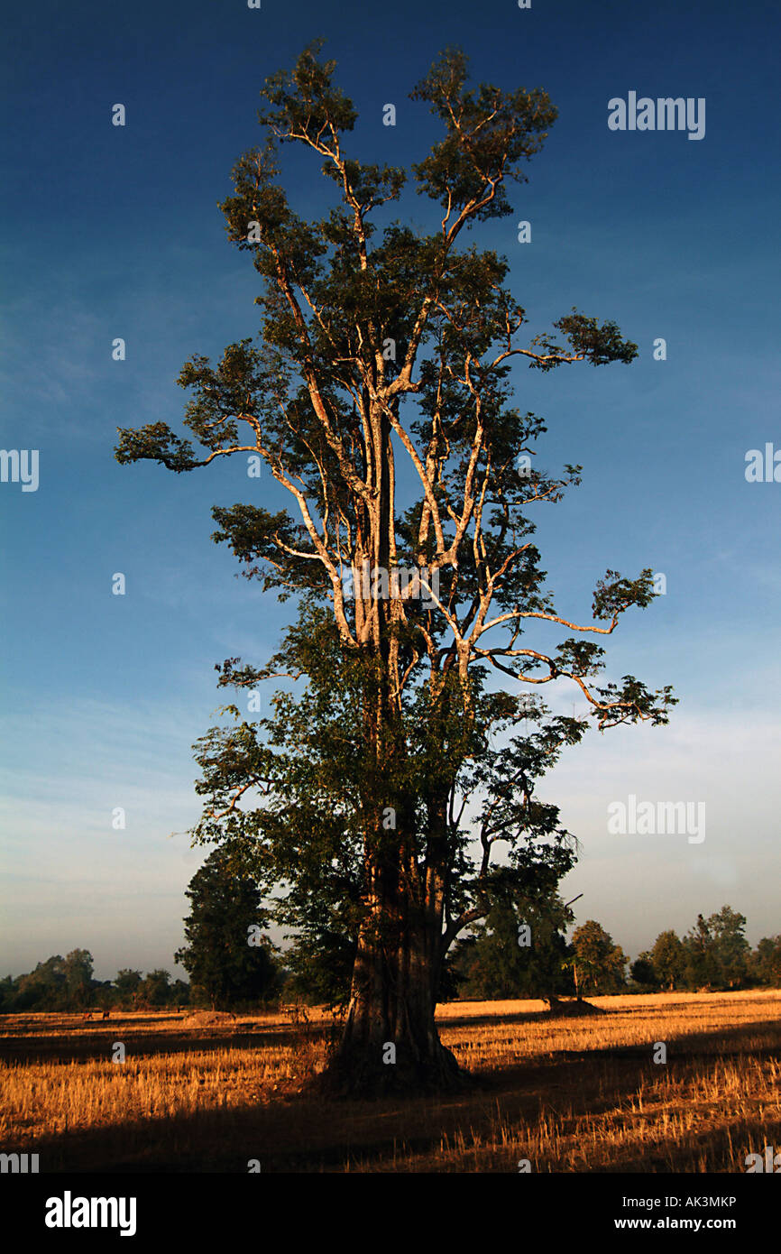 A big tree in Southern Laos Stock Photo - Alamy
