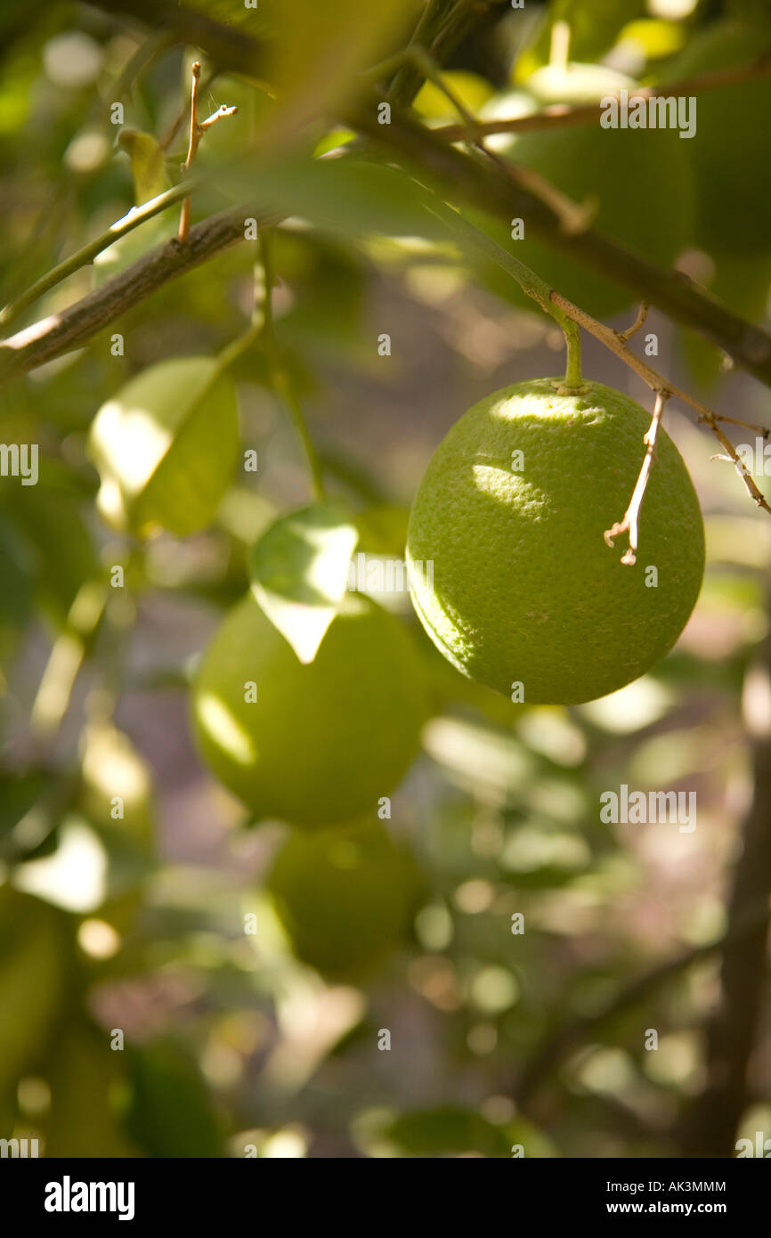 Unripe oranges hi-res stock photography and images - Alamy