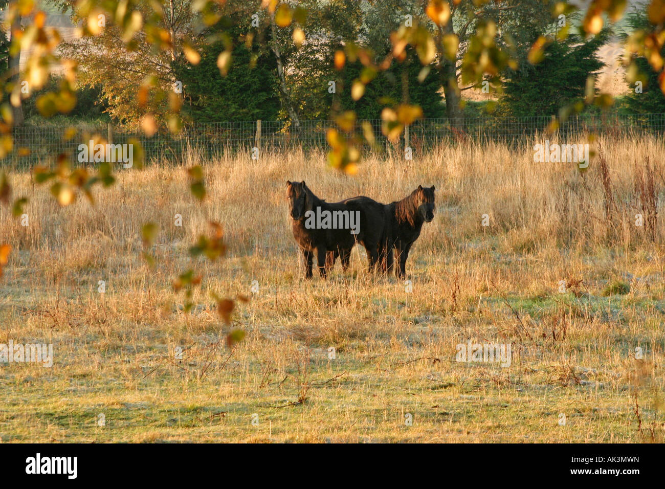 Two Ponies in a field looking through Autumn leaves Stock Photo - Alamy
