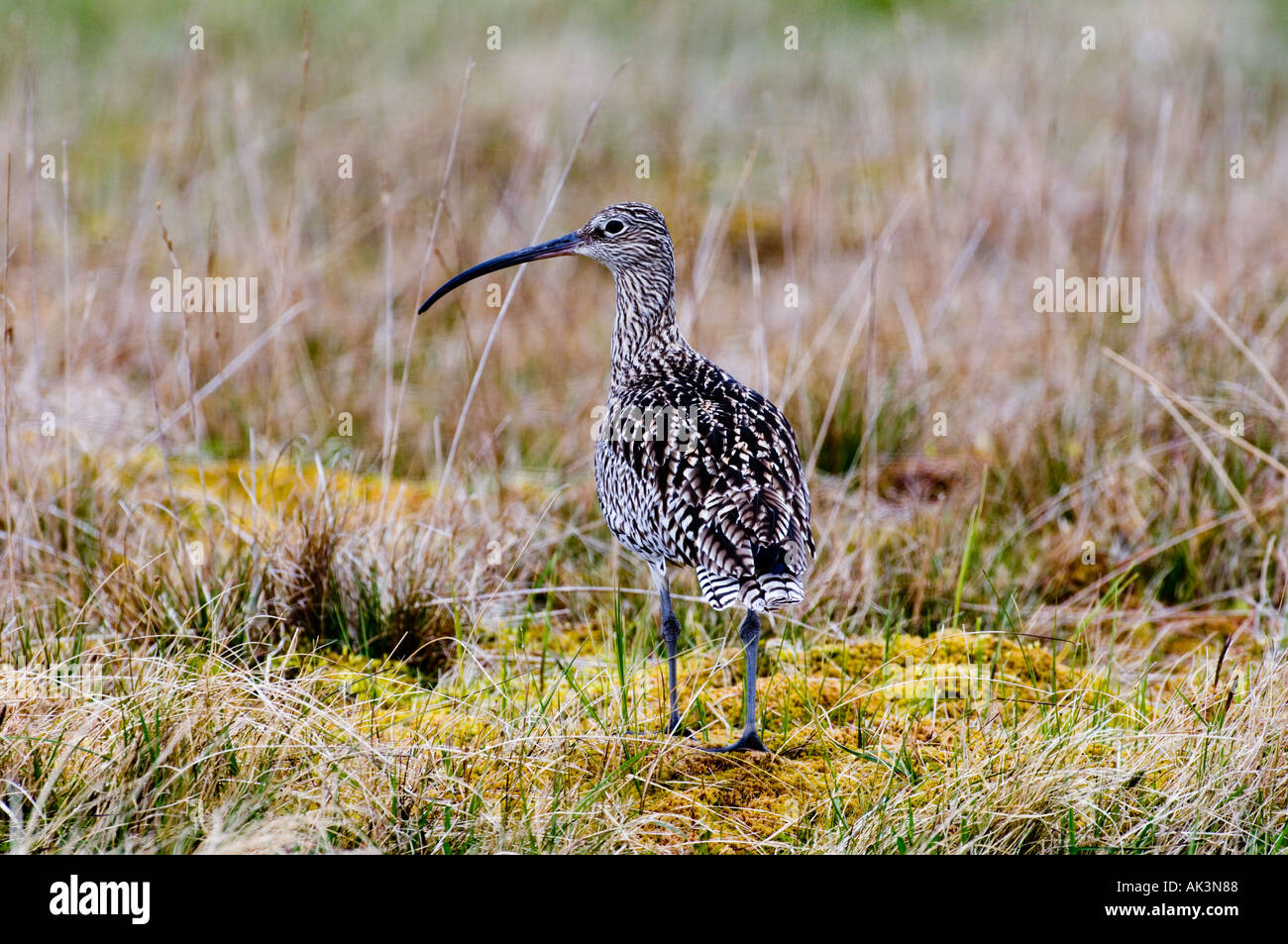 Breeding curlew hi-res stock photography and images - Alamy