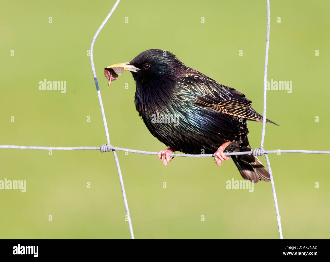 Starling Sturnus vulgaris with nest material UK May Stock Photo - Alamy
