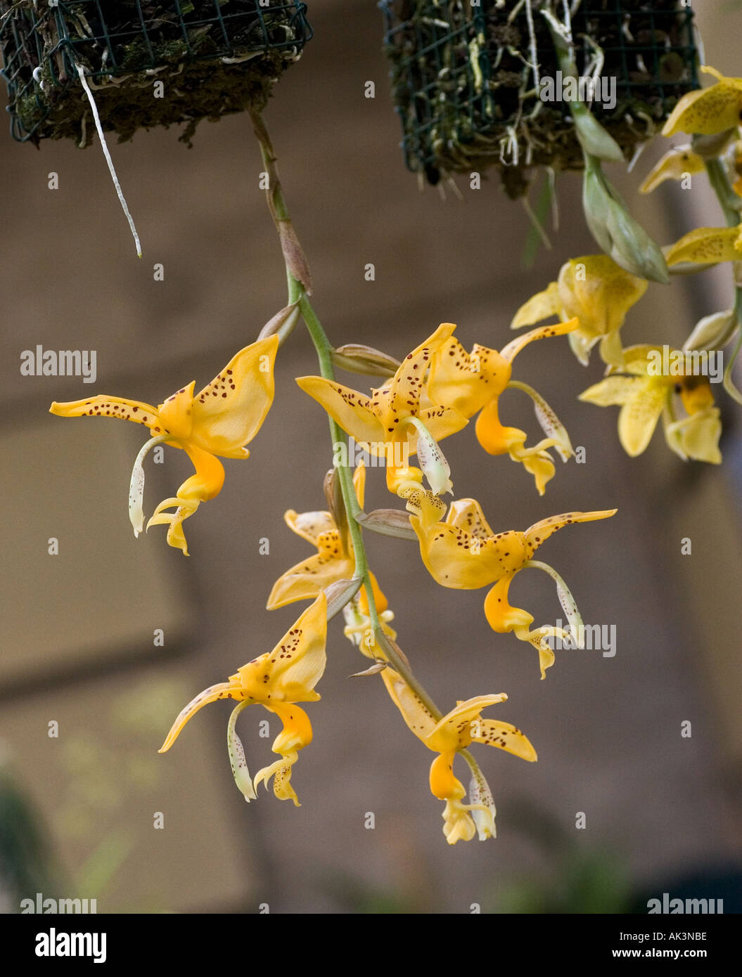 Hanging from stem of plant hi-res stock photography and images - Alamy
