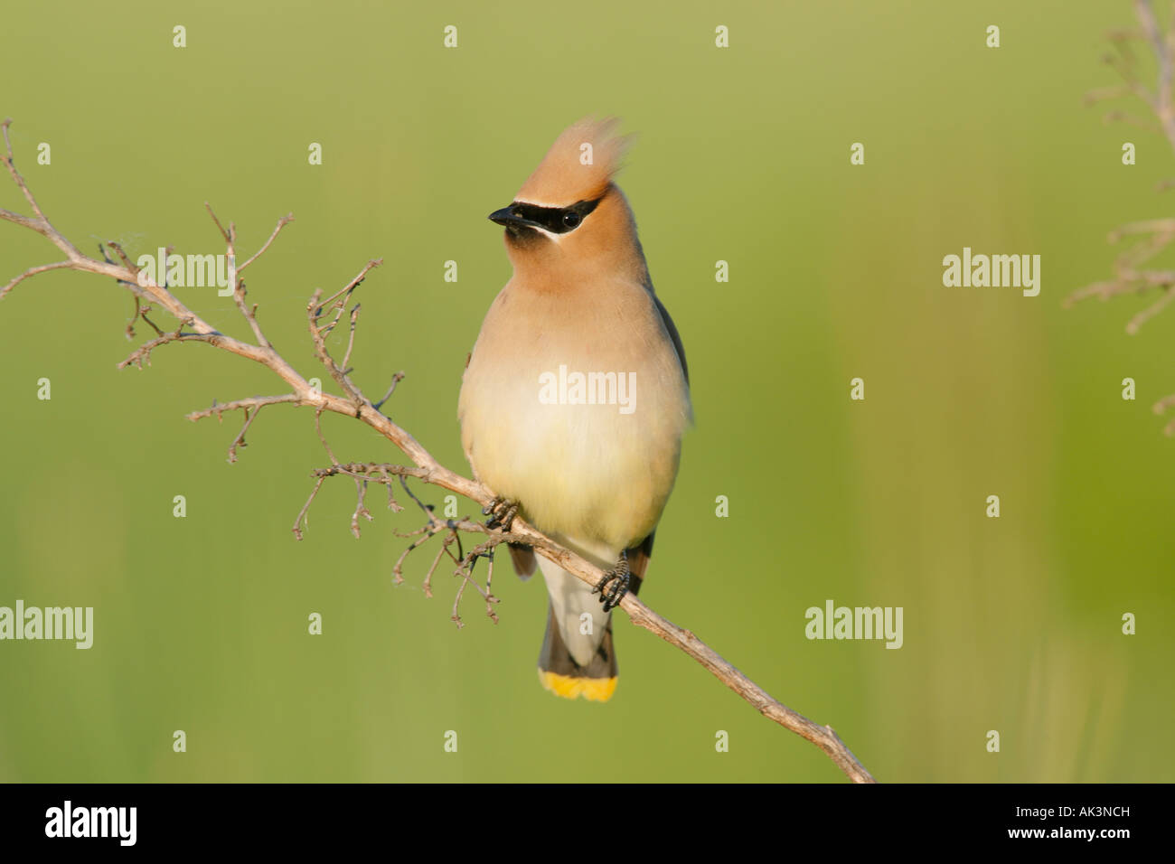 Waxwing Stock Photos & Waxwing Stock Images - Alamy