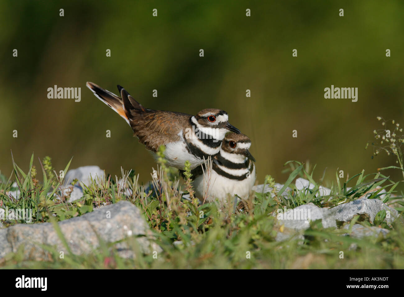 Male and female killdeer hi-res stock photography and images - Alamy