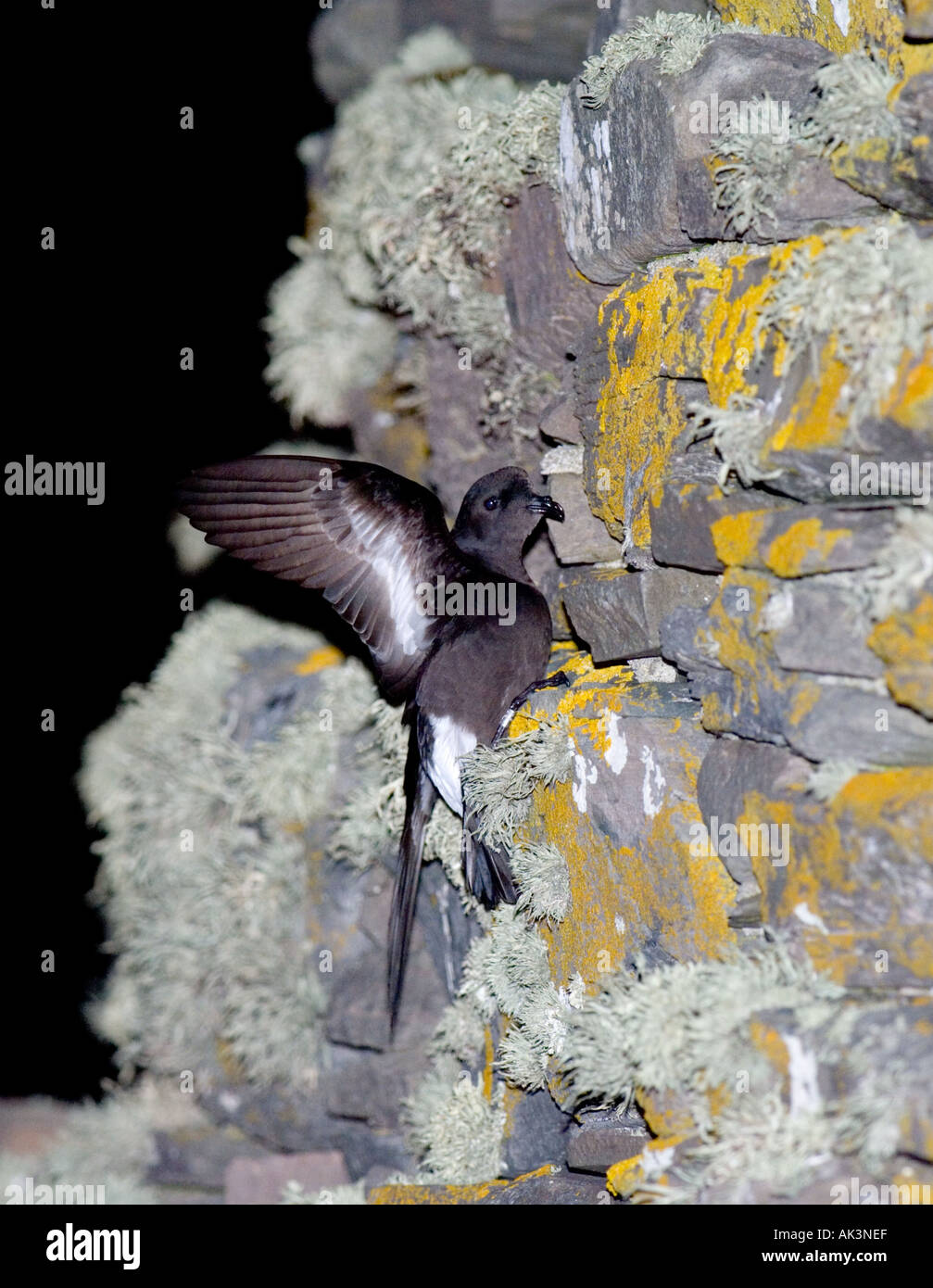 Storm Petrel Hydrobates pelagicus on side of Iron Age Broch Mousa RSPB ...