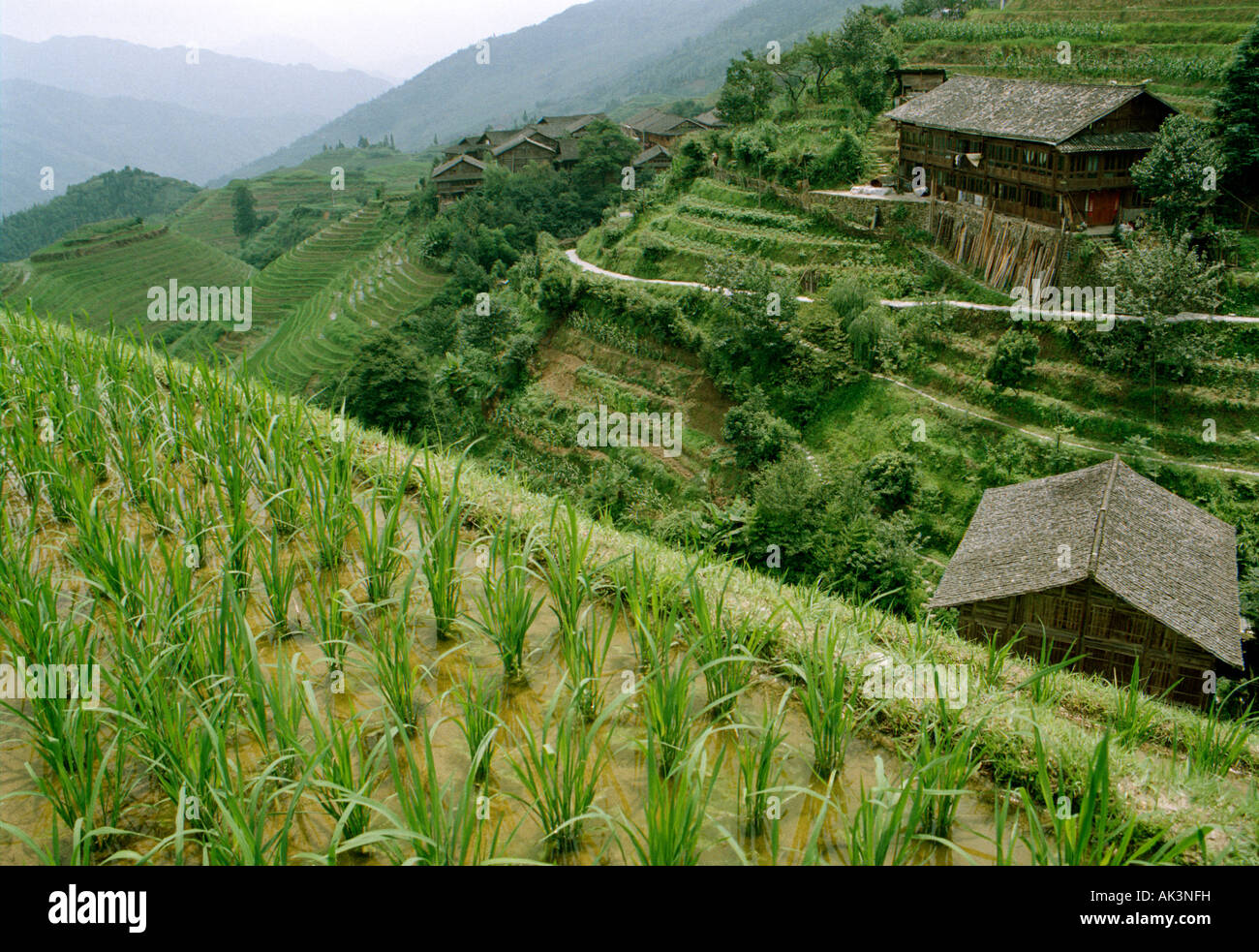 View of Longji Rice Terrace fields, also known as the Dragon's Backbone ...
