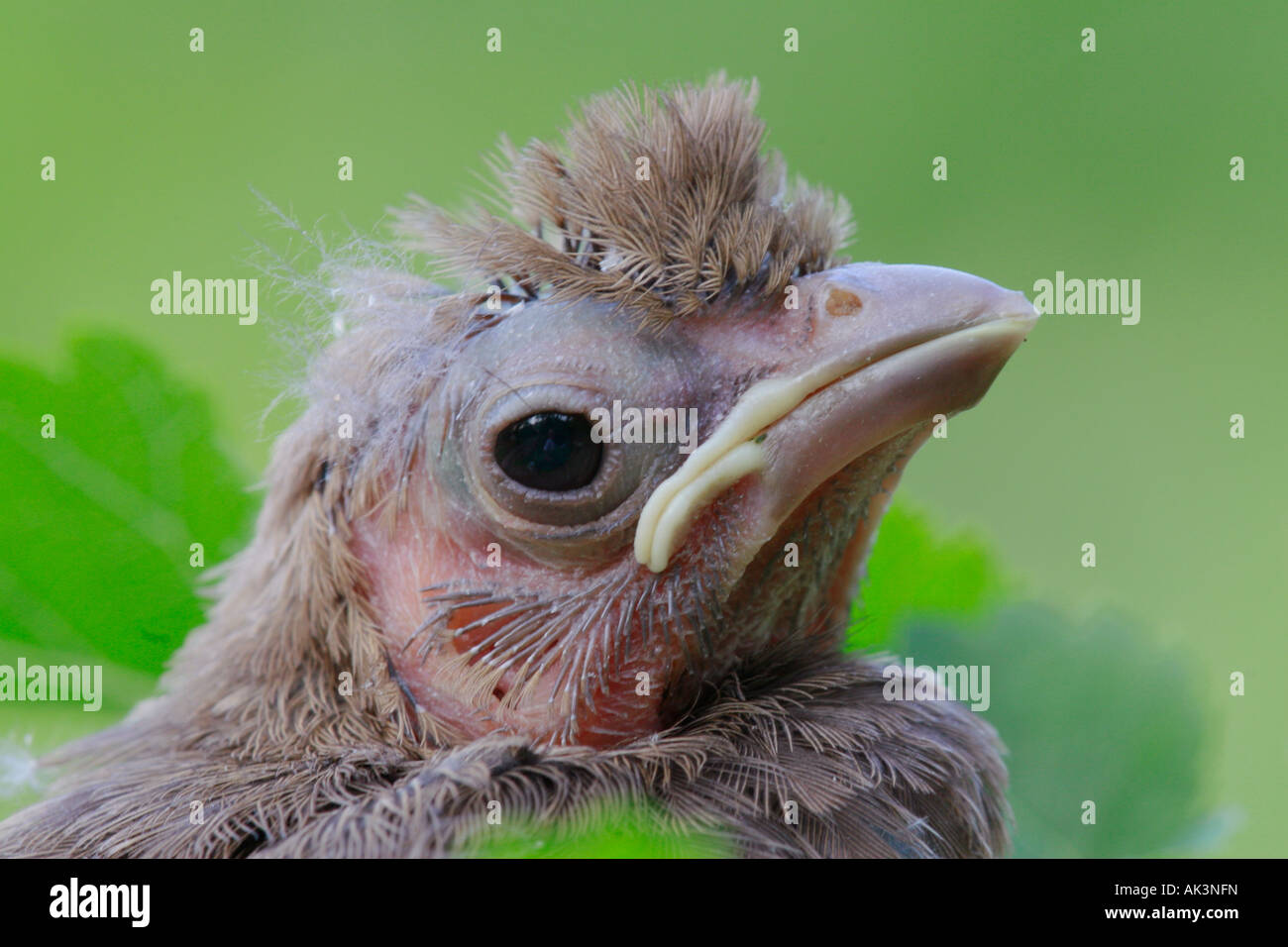Baby Cardinal High Resolution Stock Photography and Images - Alamy