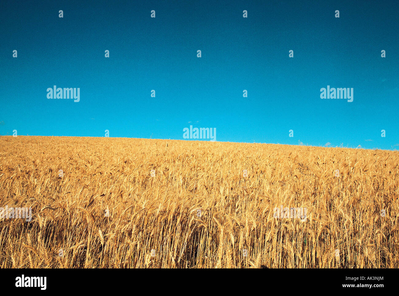 Agriculture, Crops, Wheat Stock Photo - Alamy