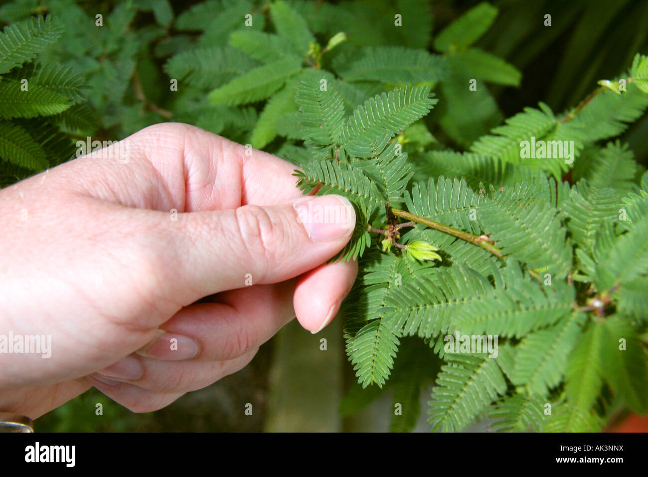 Hand touching leaves mimosa plant hi-res stock photography and images ...
