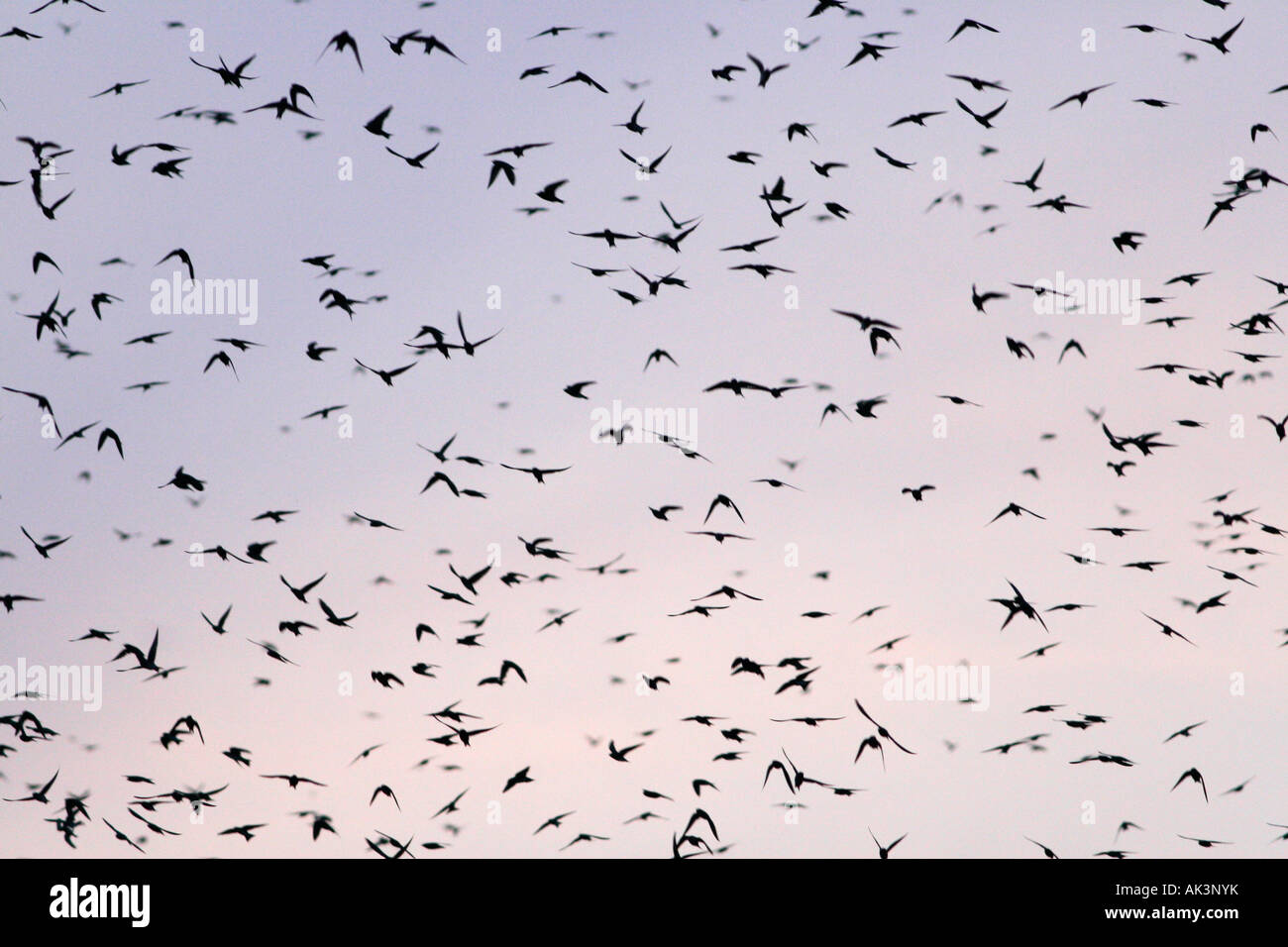 Purple Martin Flock Stock Photo - Alamy