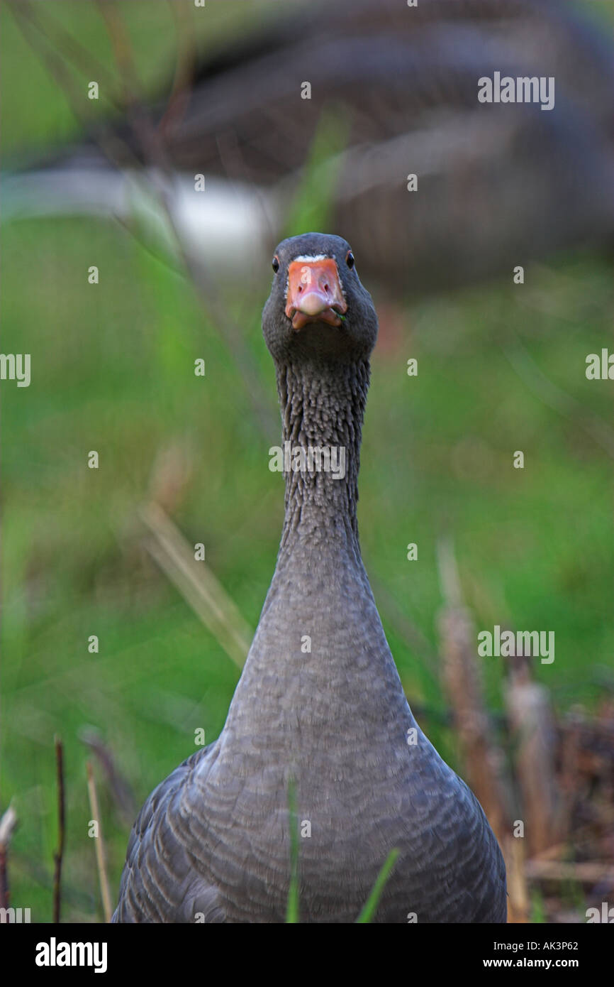 Greylag Goose Anser anser head and shoulders Kent UK autumn Stock Photo ...