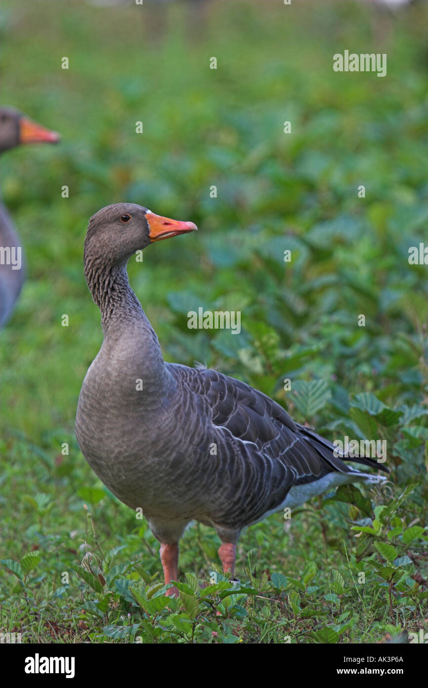 Goose green kent hi-res stock photography and images - Alamy