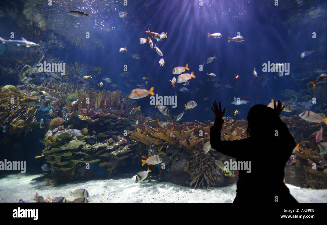 Tourist looking at fish in the aquarium Stock Photo - Alamy