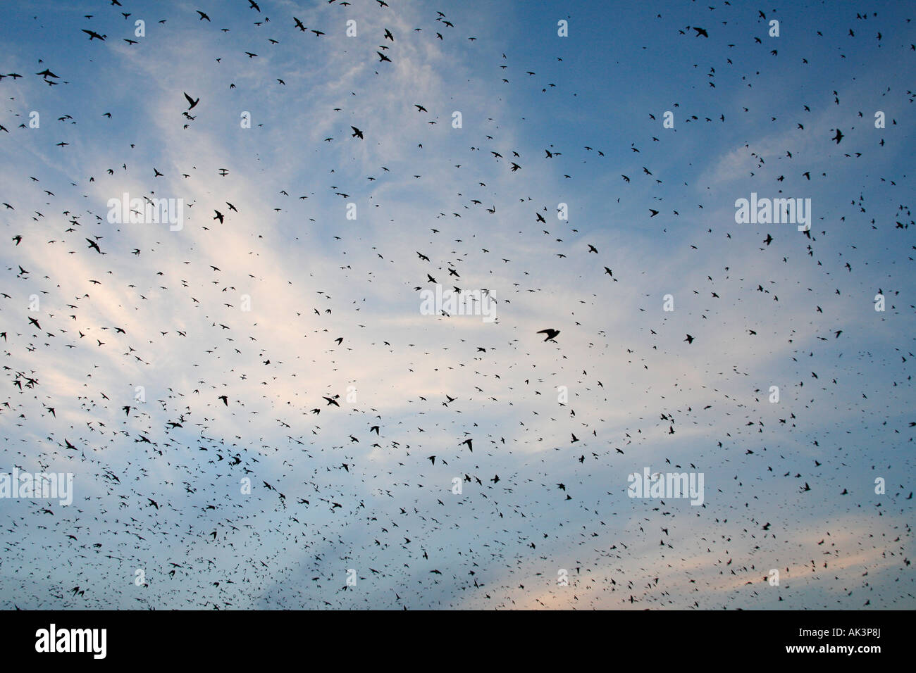Purple Martin Flock Stock Photo - Alamy