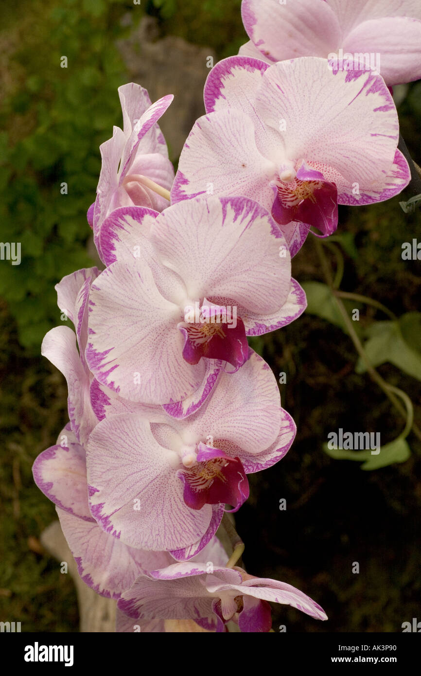 Orchid Doritaenopsis Minho Princess Stock Photo - Alamy