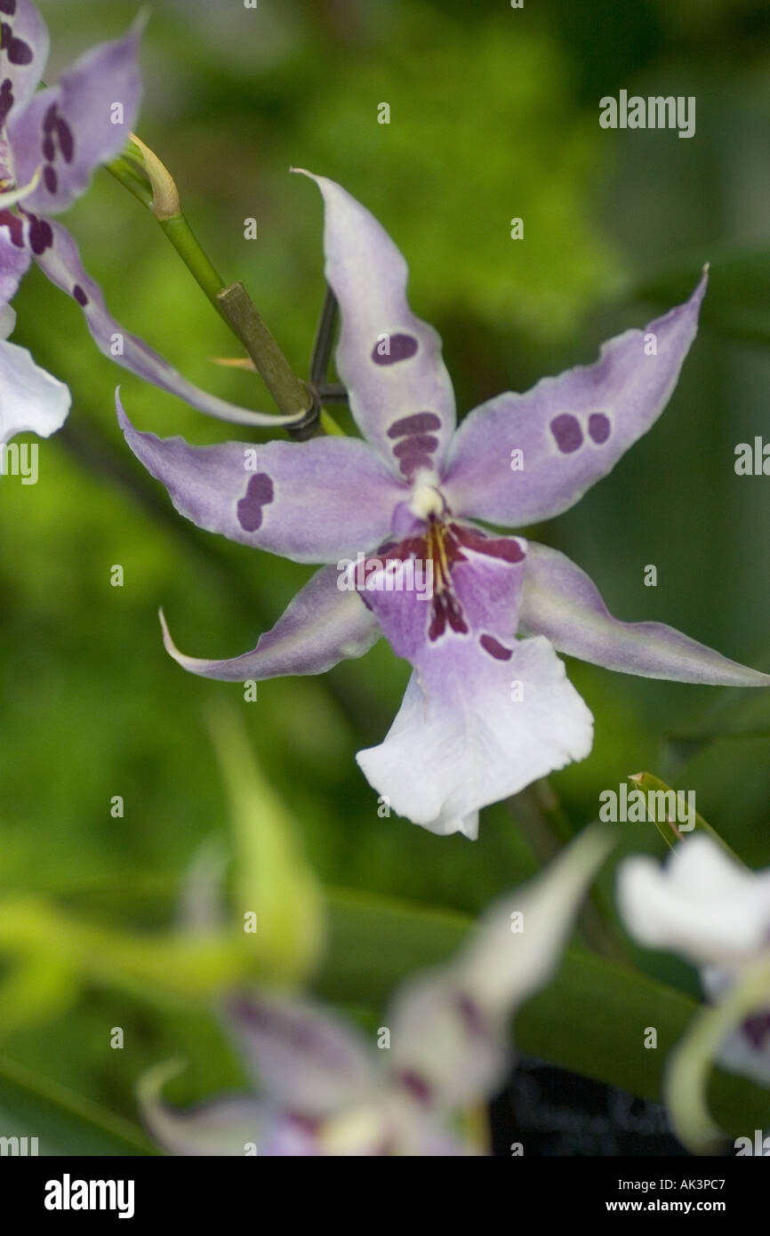 Beallara peggy ruth carpenter hi-res stock photography and images - Alamy