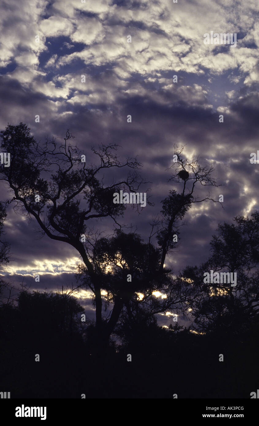 Quebracho tree hi-res stock photography and images - Alamy