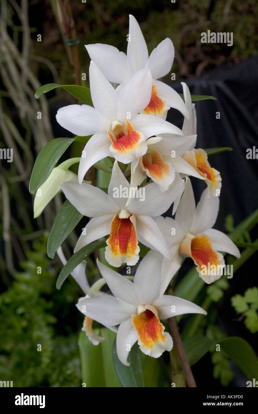 Dendrobium orchid hi-res stock photography and images - Alamy