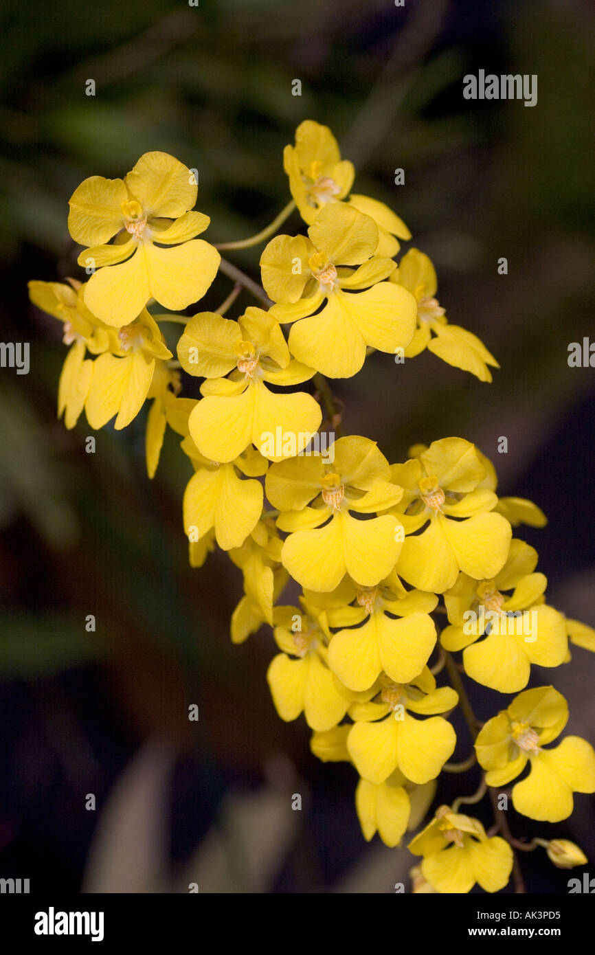 Orchid Oncidium Onustum Stock Photo - Alamy