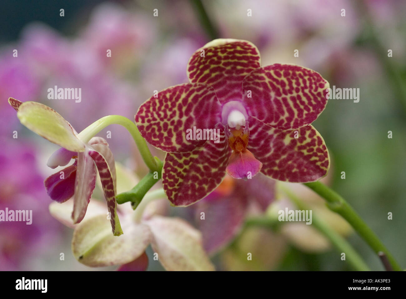 Orchids vibrant colors hi-res stock photography and images - Alamy
