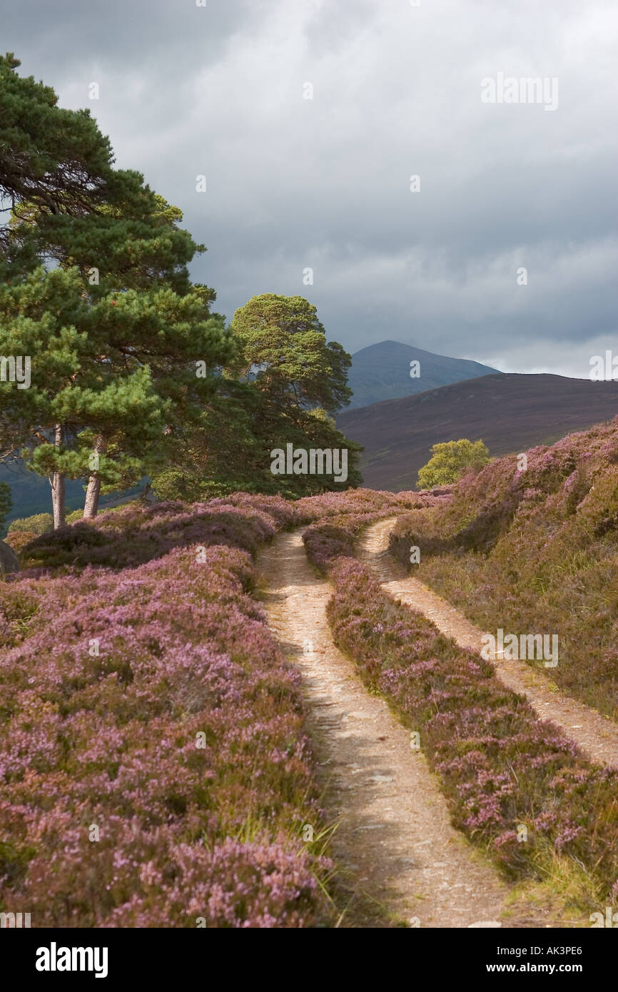 Scottish purple heather moors and Caledonian Pine trees in Mar Lodge ...