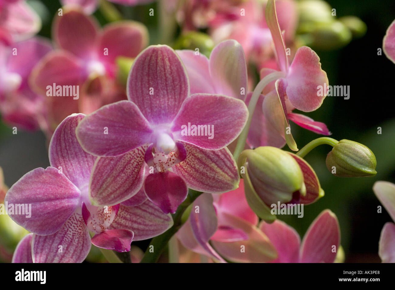 Orchid phalaenopsis tropical sunset hi-res stock photography and images ...
