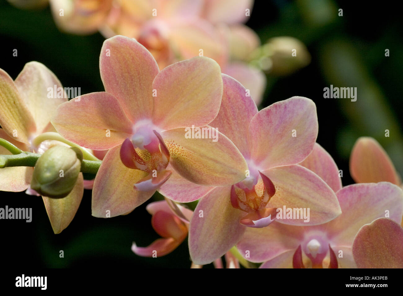 Orchid Phalaenopsis Cinnamon Gold Stock Photo - Alamy