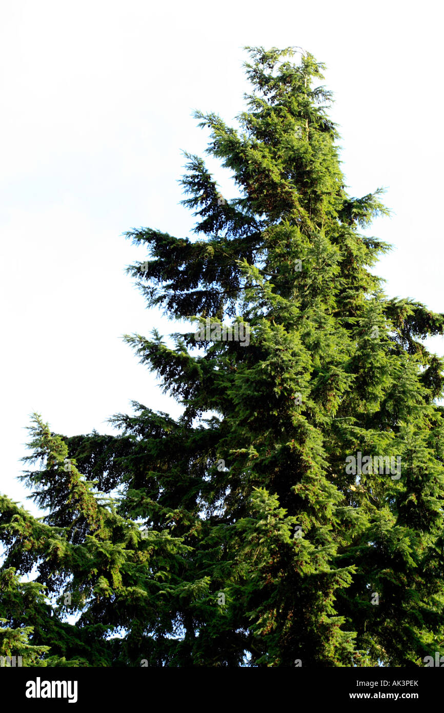 Hemlock tree hi-res stock photography and images - Alamy