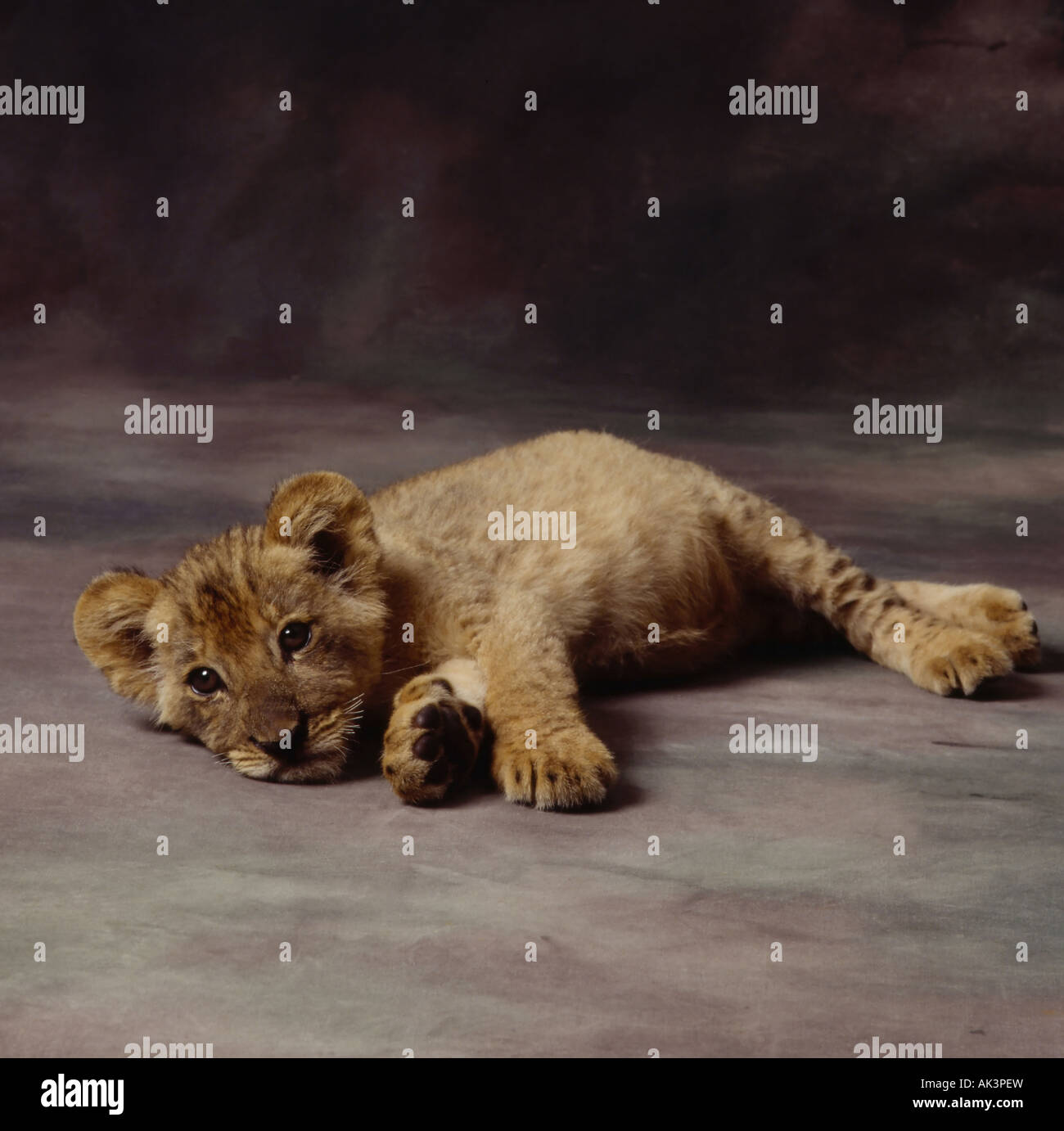 portrait of lion cub Stock Photo - Alamy