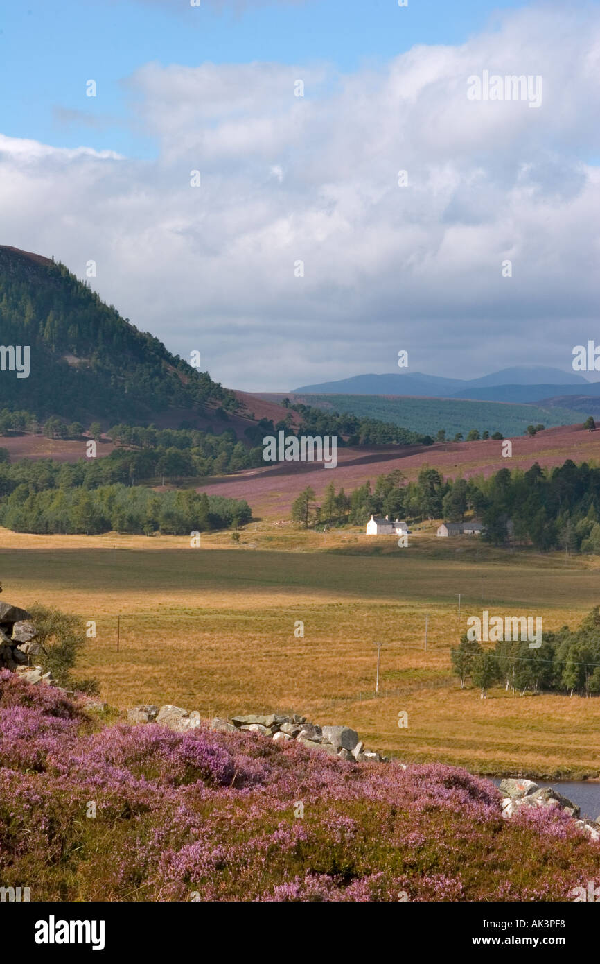 Scottish purple heather moors and Caledonian Pine trees Mar Lodge ...