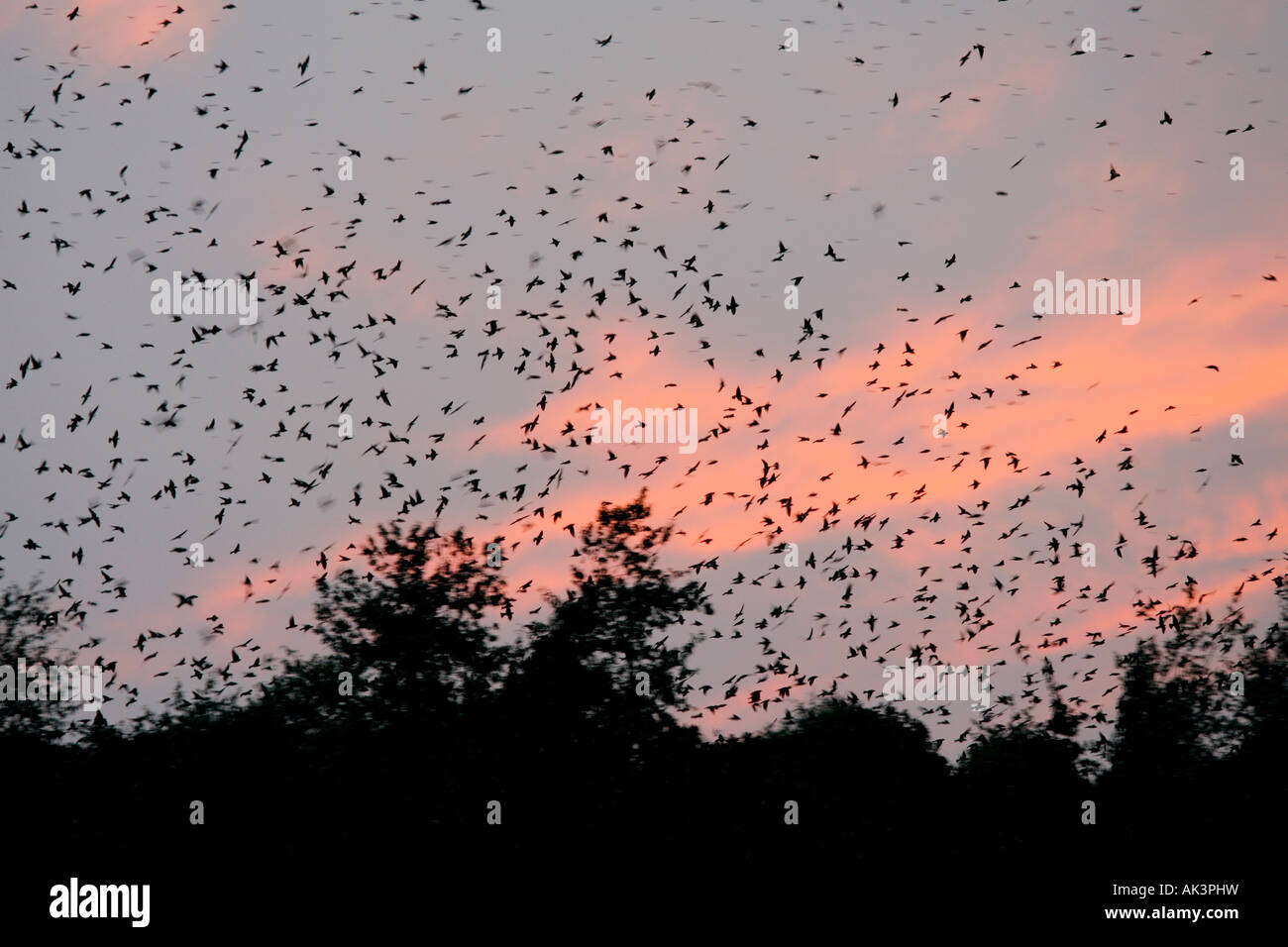 Purple Martin Flock at Lake Murray South Carolina Stock Photo - Alamy