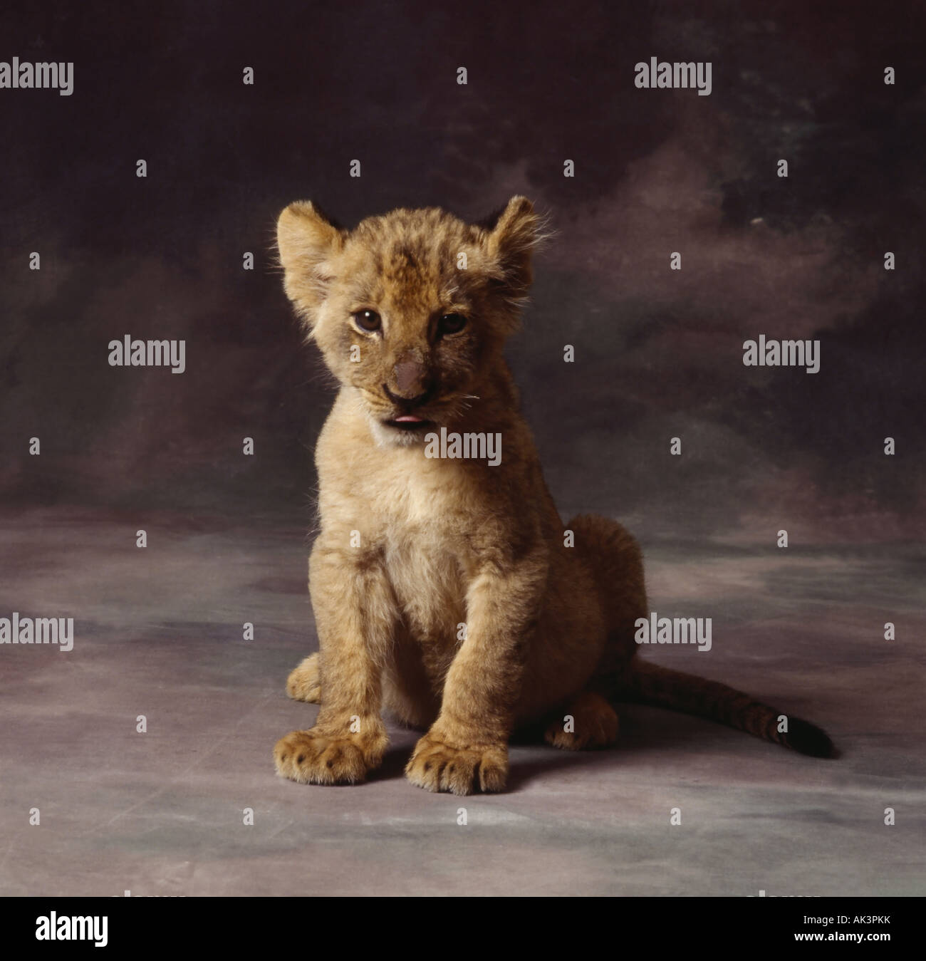 portrait of lion cub Stock Photo - Alamy