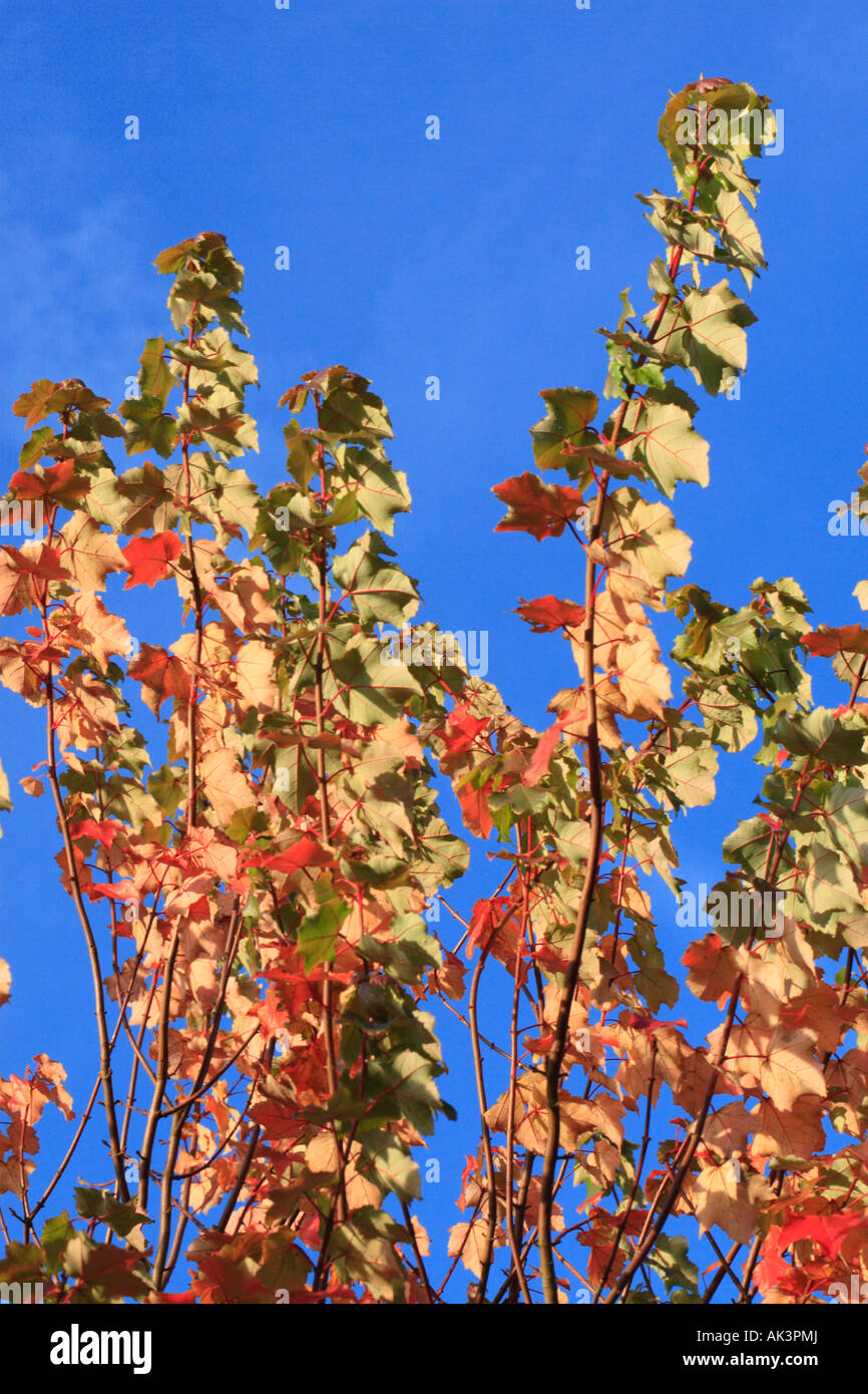 Colour changes in autumn leaves sweep along upright branches of tree ...