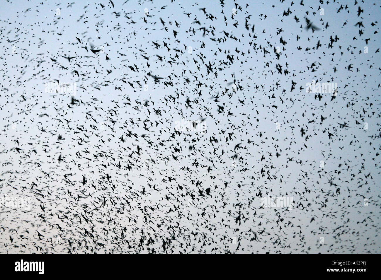 Purple Martin Flock at Lake Murray South Carolina Stock Photo - Alamy