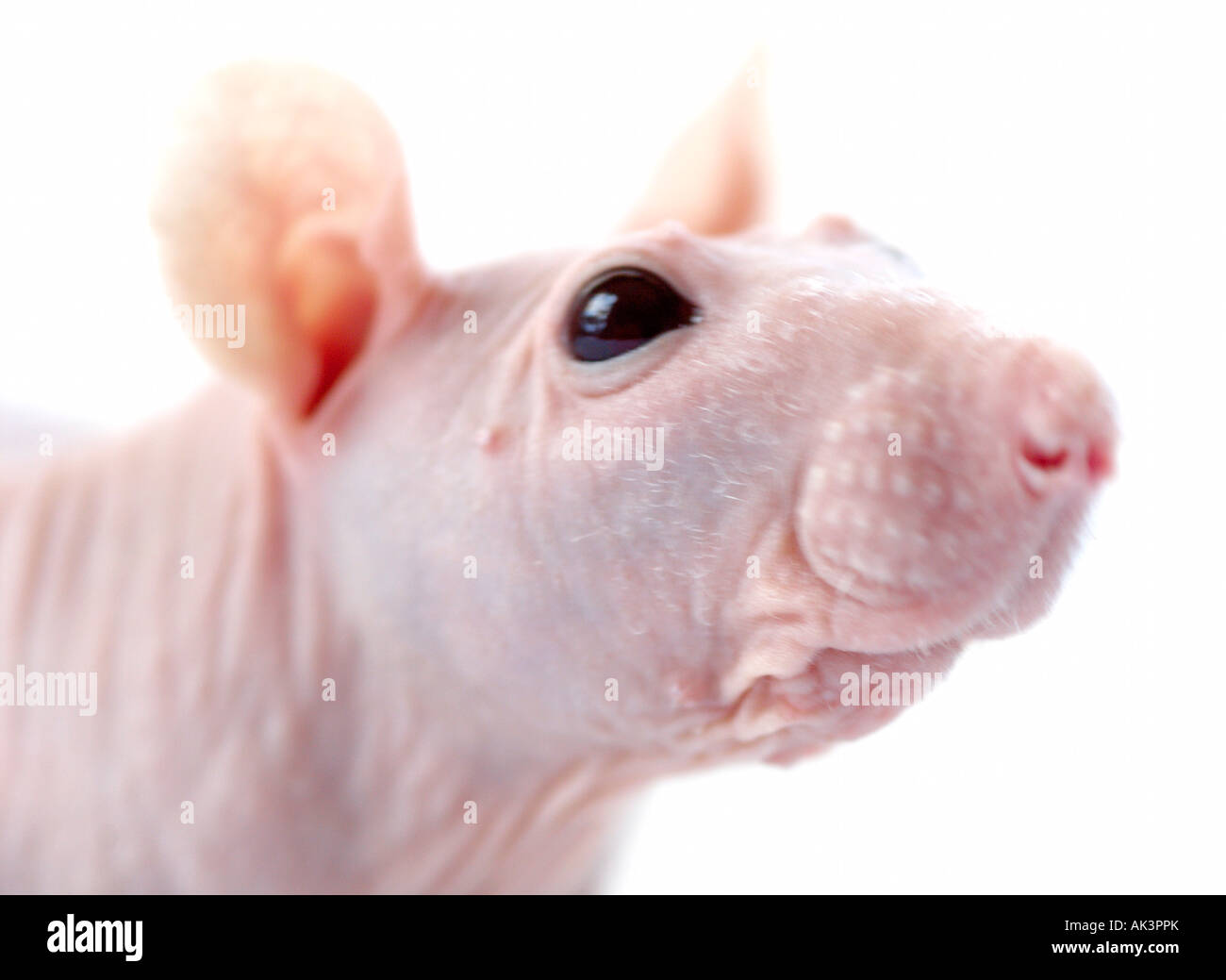 Amusing hairless rat isolated against white background Stock Photo - Alamy