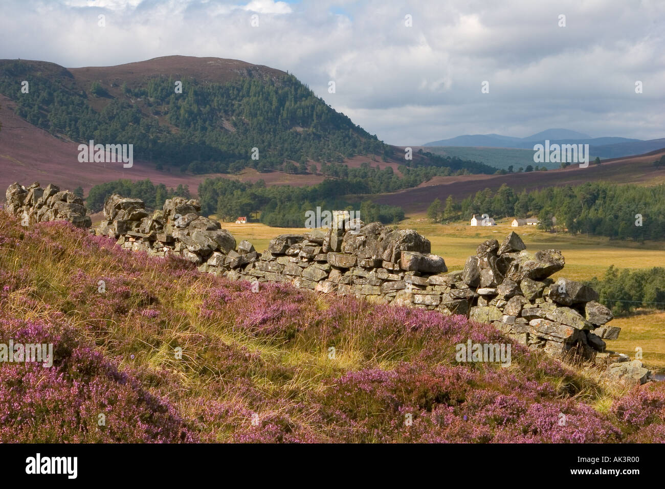 Scottish purple heather moors and Caledonian Pine trees in Mar Lodge ...
