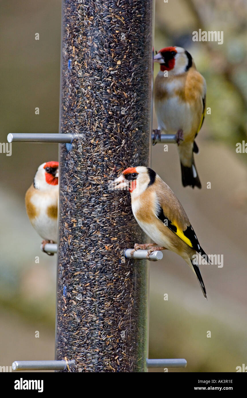 British goldfinches hi-res stock photography and images - Alamy