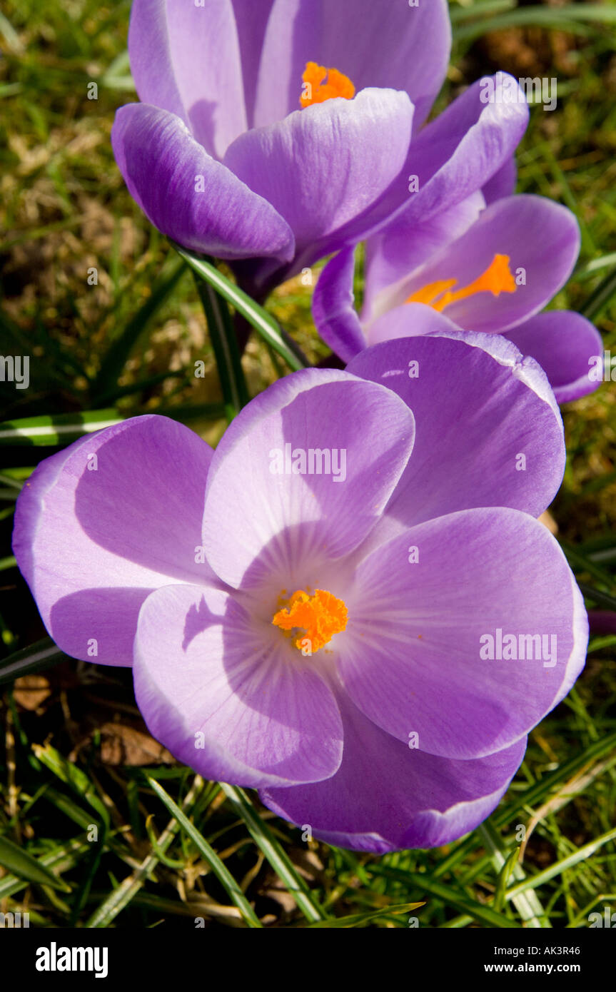 Crocus spring Kent UK Stock Photo - Alamy