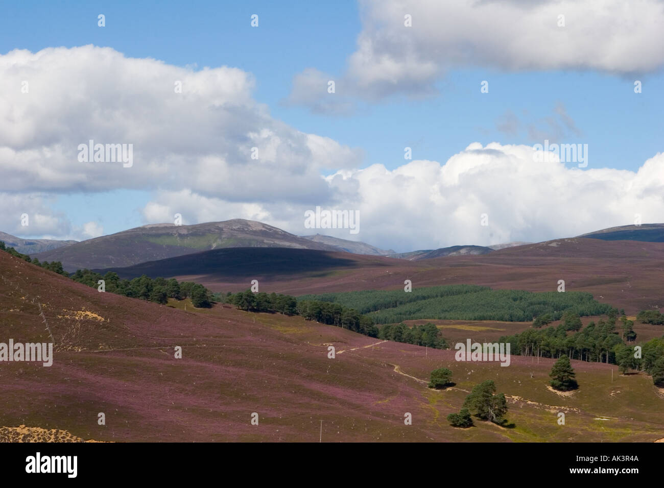Scottish purple heather moors and Caledonian Pine trees in Mar Lodge ...