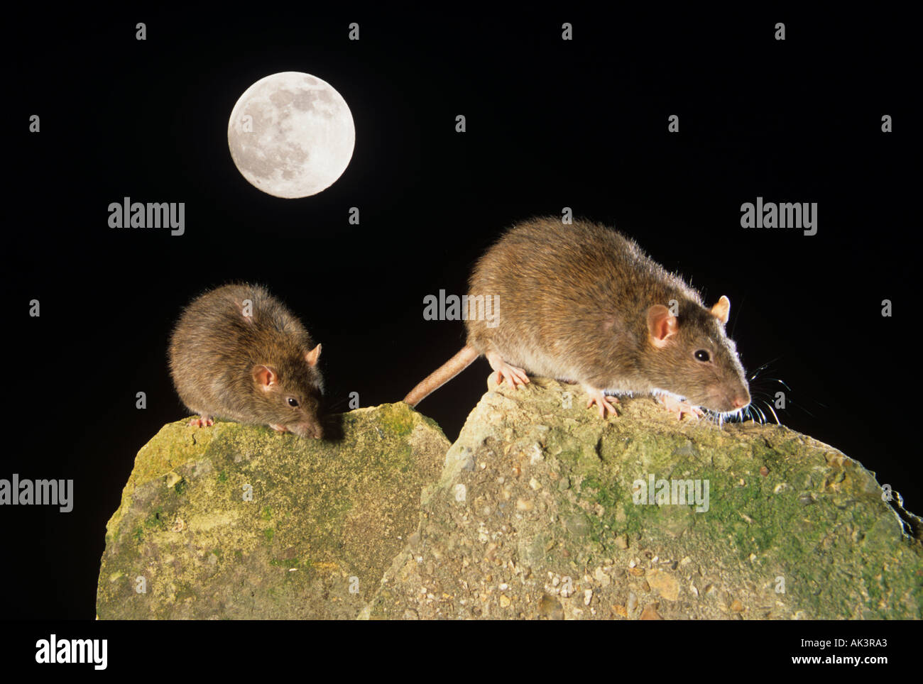 Brown Rats and Full Moon Stock Photo - Alamy