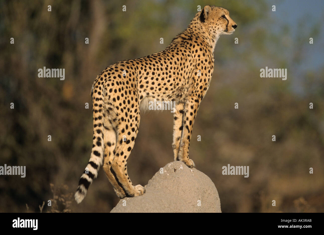 Black tear like facial streaks hi-res stock photography and images - Alamy