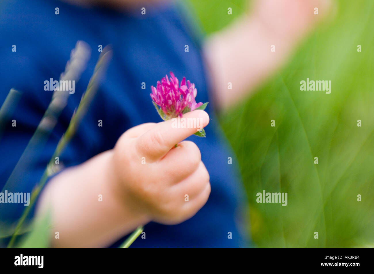 10 month old boys hand clutching clover UK summer Stock Photo - Alamy