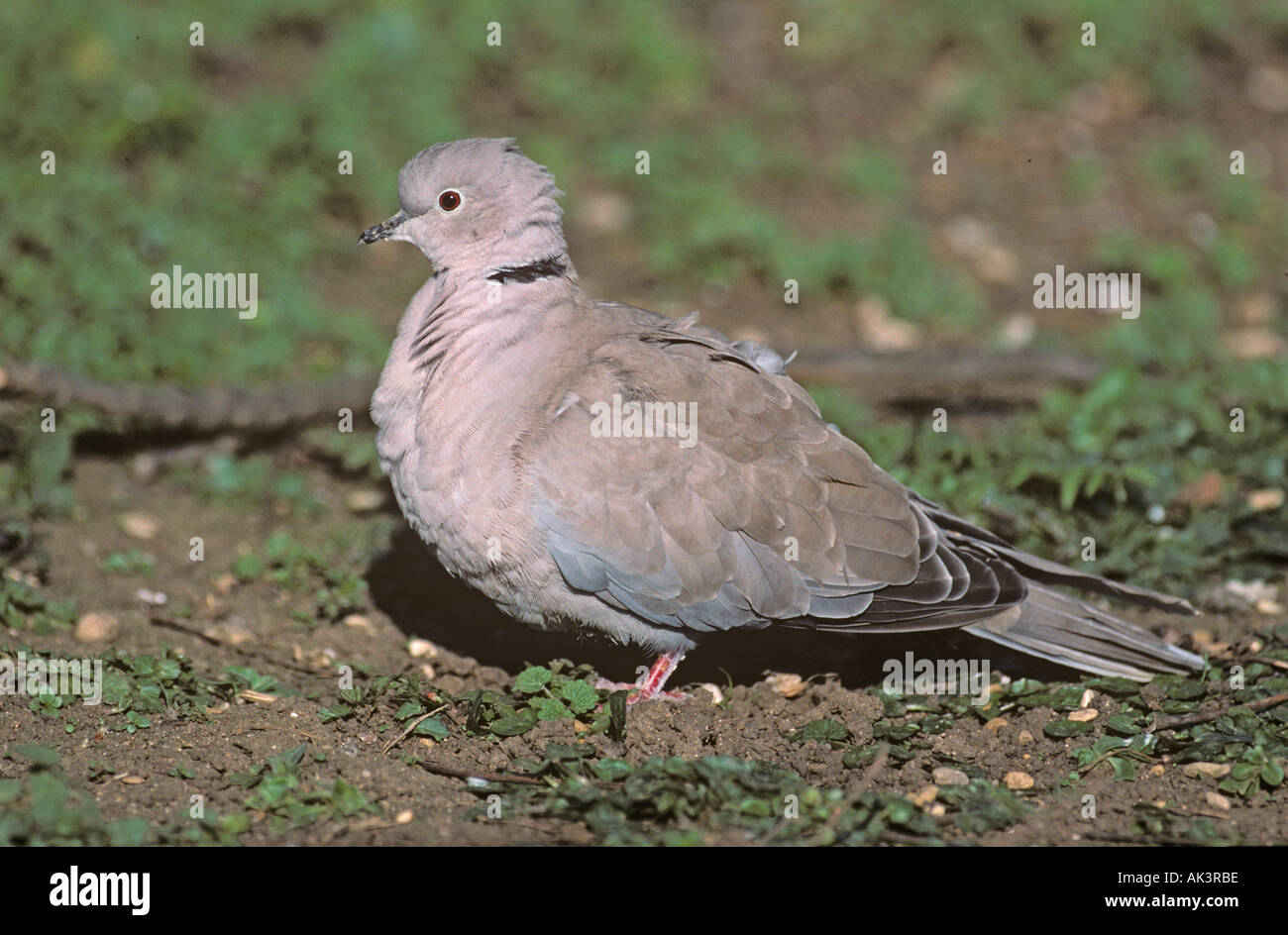 Collared Dove Streptopelia decaocto Stock Photo - Alamy