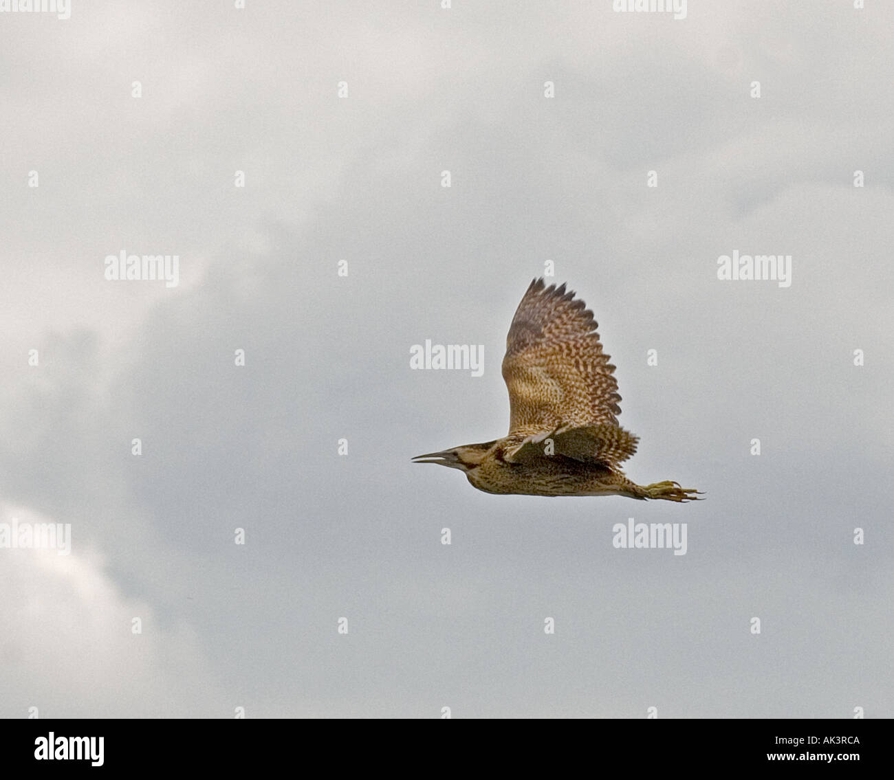 Flying bittern uk hi-res stock photography and images - Alamy