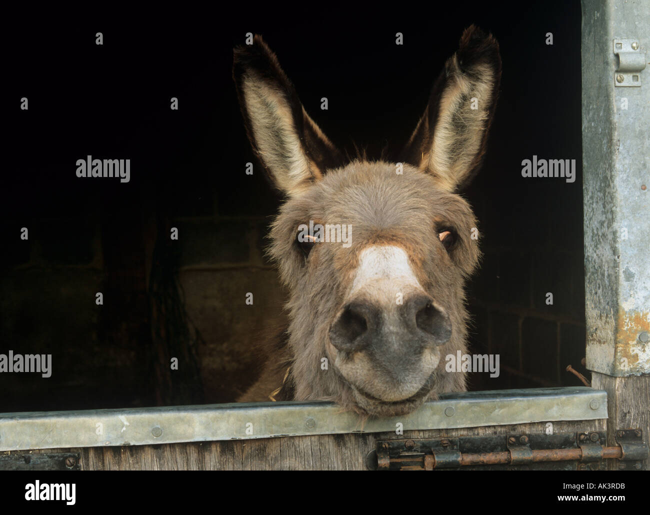 Donkey in a Stable Stock Photo - Alamy