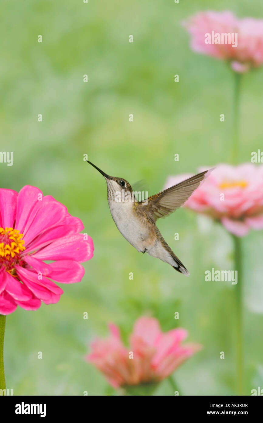 Female Ruby throated Hummingbird Vertical Stock Photo - Alamy