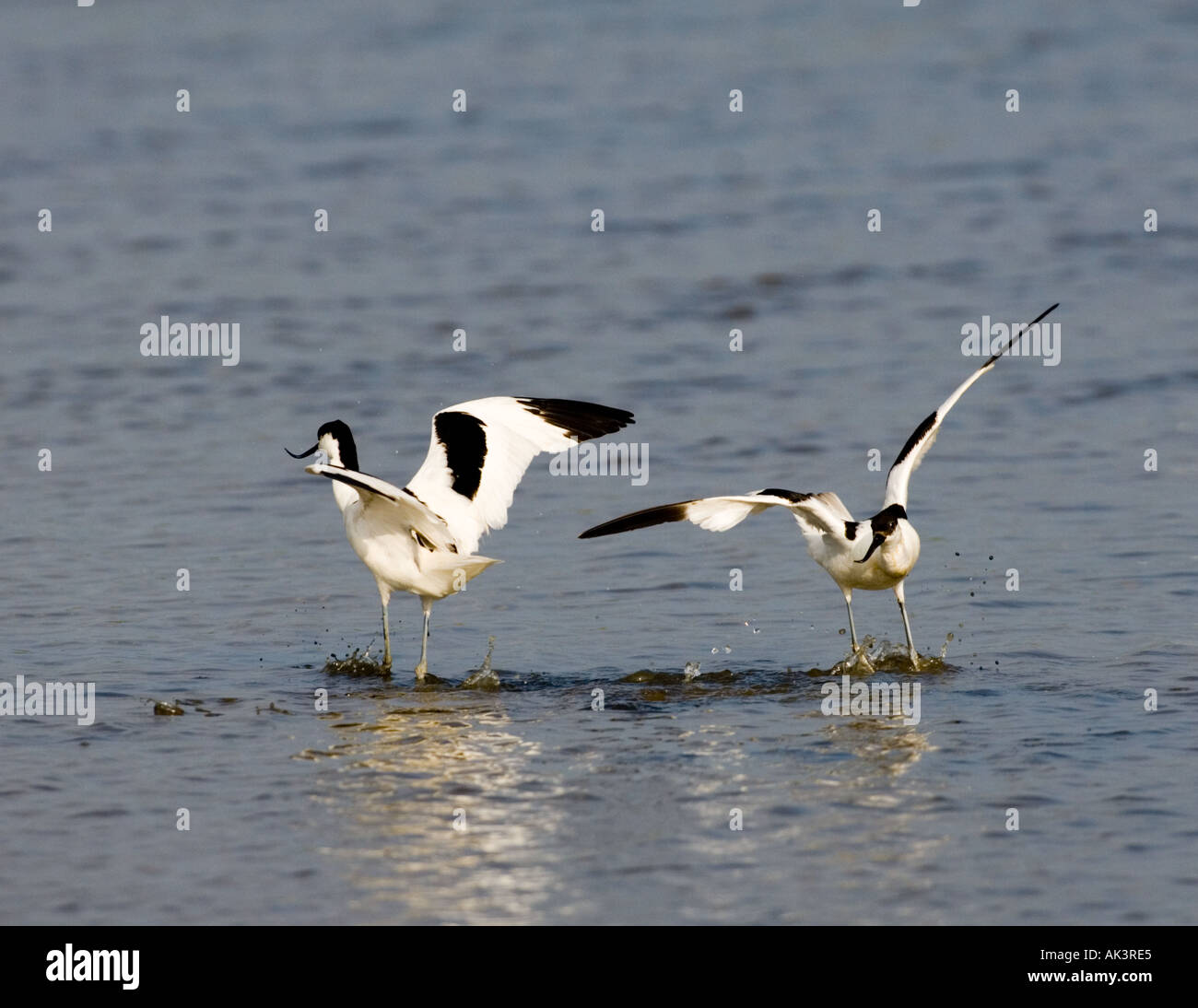Avocets Recurvirostra avosetta pair Minsmere Suffolk spring Stock Photo ...